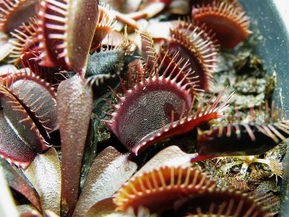 Dionaea "Black Traps" photos